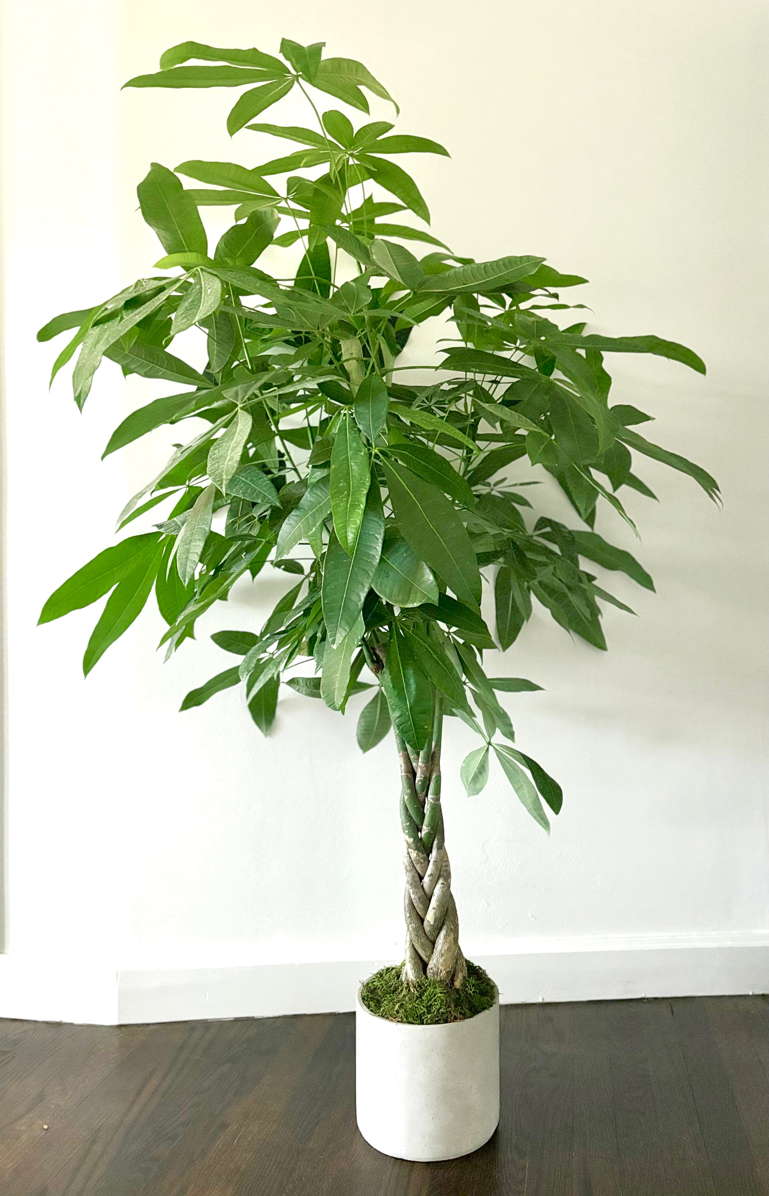 Floor Plants – CityPlants