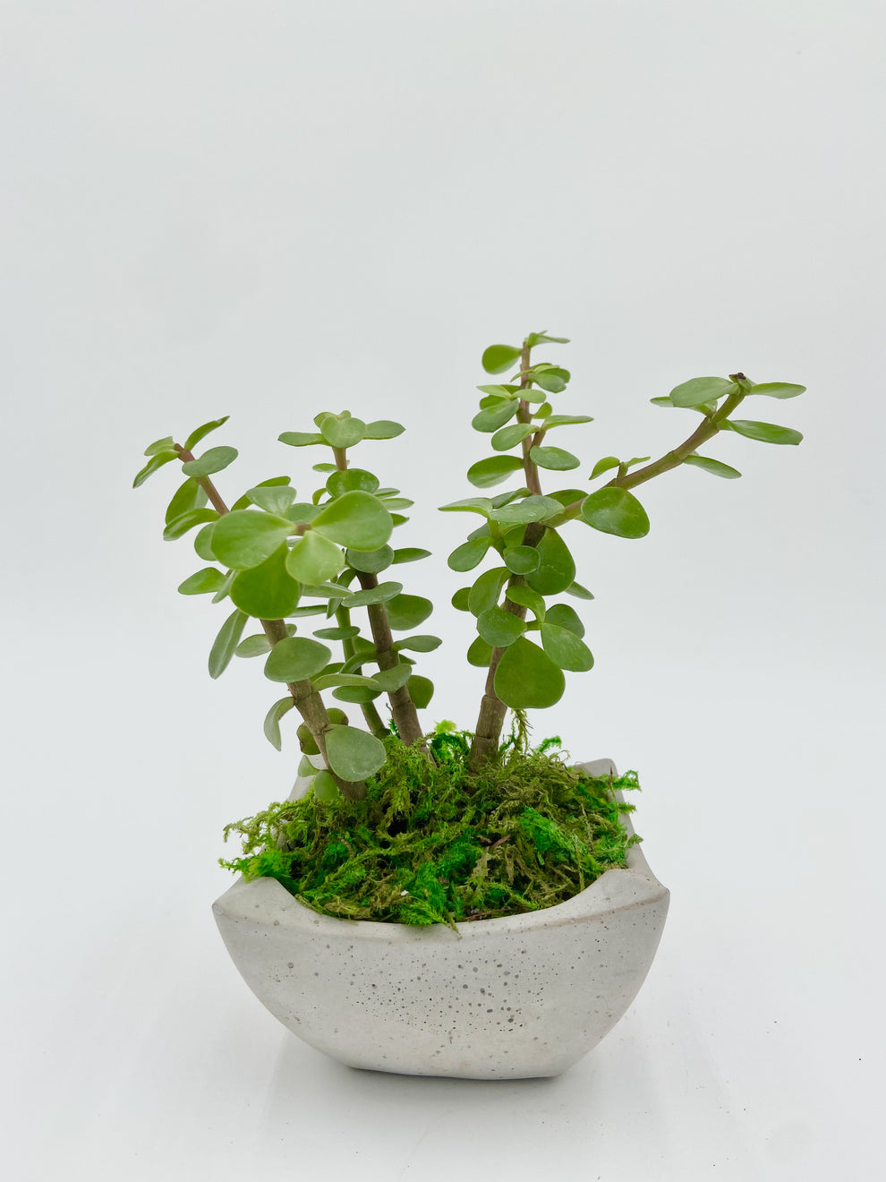 Jade Small Leaf Desk Pot – CityPlants